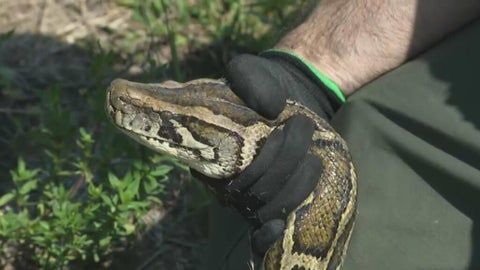 Florida conservation group sets record removing massive Burmese pythons ...