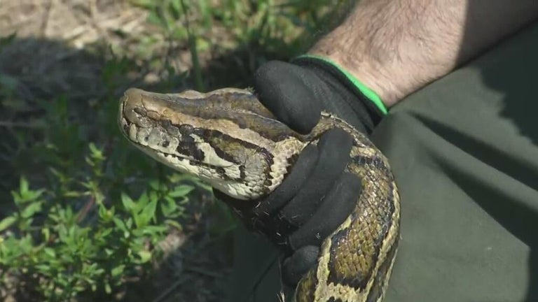 Florida conservation group sets record removing massive Burmese pythons ...