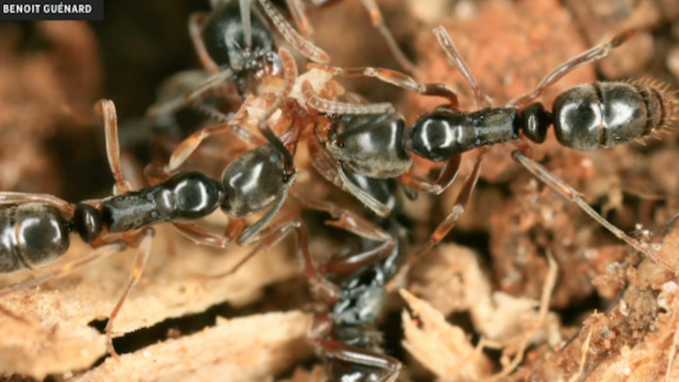 Asian needle ants with a potentially fatal sting have spread across ...