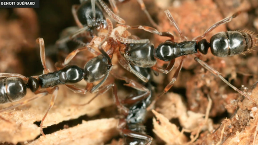 Asian needle ants with a potentially fatal sting have spread across ...