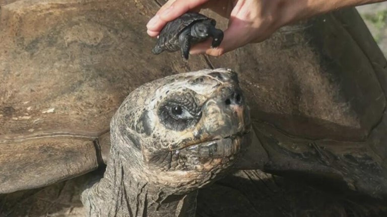 Giant 135-year-old Galapagos tortoise Goliath celebrates first Father's ...