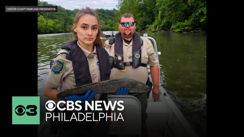 "Voracious" snakehead fish that can breathe on land found in Schuylkill ...