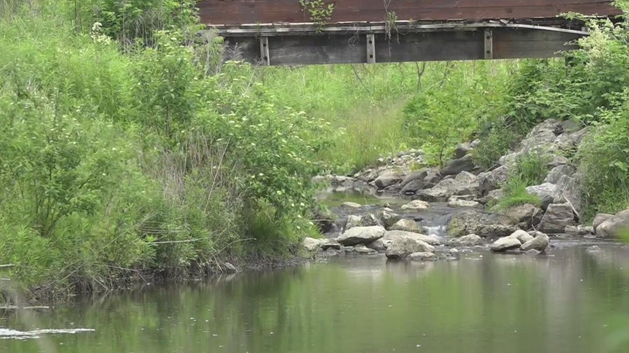 Ann Arbor residents upset over decision to euthanize beavers at municipal golf course - CBS Detroit