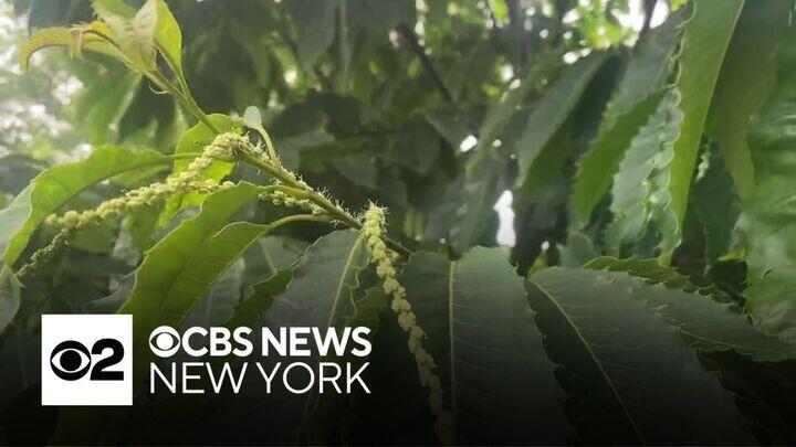 New effort aims to replant functionally extinct American Chestnut trees ...