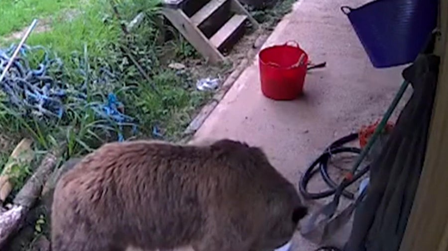 2 bears escape wildlife park enclosure, devour a 7-day supply of honey, then fall asleep - CBS News