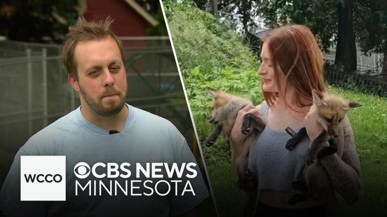Mikayla Raines, founder of Minnesota's Save A Fox rescue, dies at 29 ...