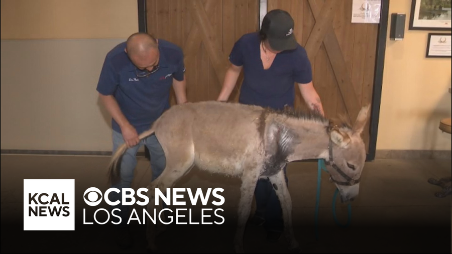 Wild donkey shot with an arrow in Riverside County, nature reserve ...