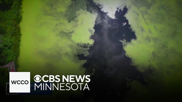 Toxic blue-green algae blooms are sprouting up in Minnesota lakes ...