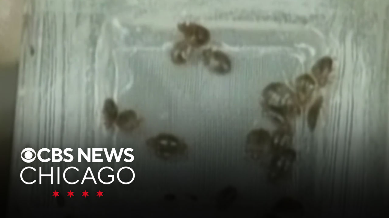 Chicago ranked top bed bug city for 5th year in a row - CBS Chicago