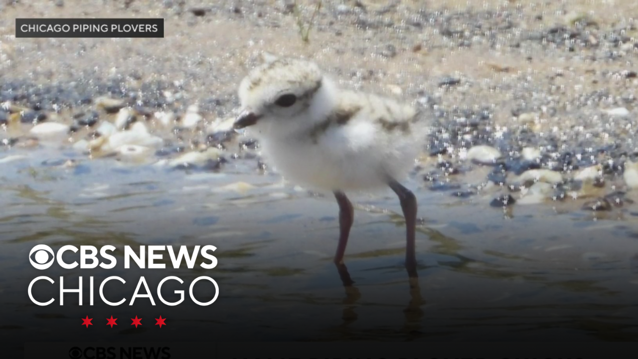 Name Chicago's newest piping plover chicks - CBS Chicago
