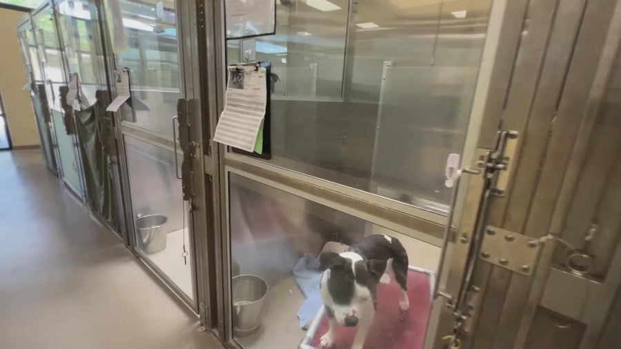 Dog and cat intake on the rise as Denver Animal Shelter extends weekend ...