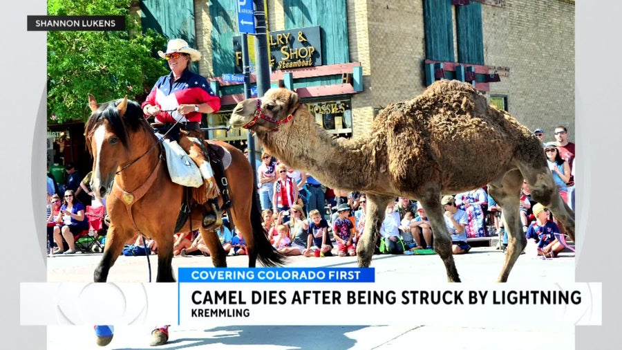 Local celebrity "Larry the Camel" struck, killed by lightning on Fourth ...
