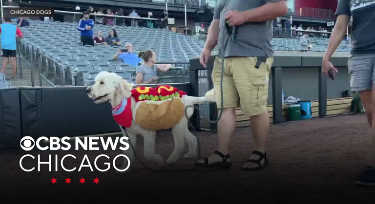 Chicago Dogs hosting Bark at the Ballpark game Tuesday night at Impact ...