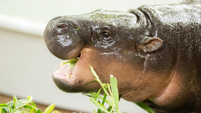 Beloved baby hippo Moo Deng celebrates first birthday at a Thailand zoo ...
