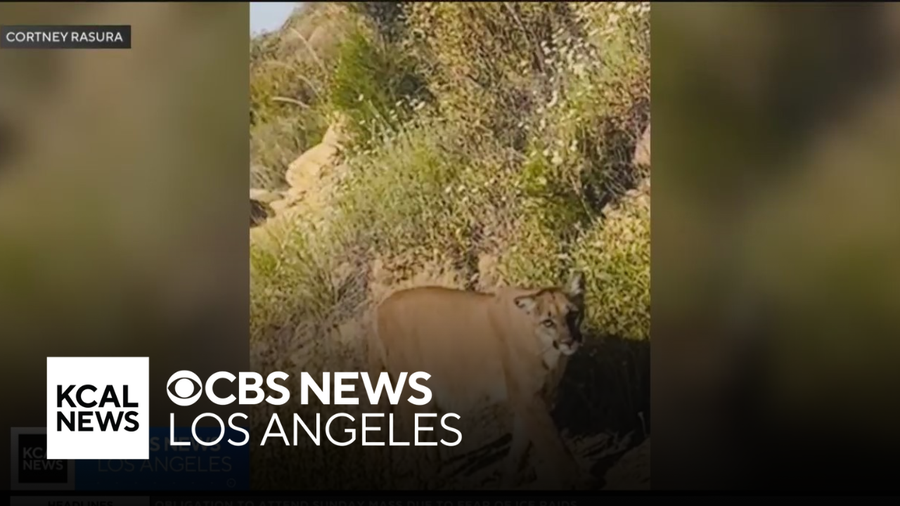 Melayu ds she is towering and lean with what I think to be