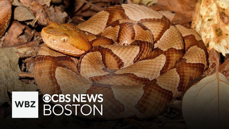 Copperhead snakes in Massachusetts: What to know about the venomous ...