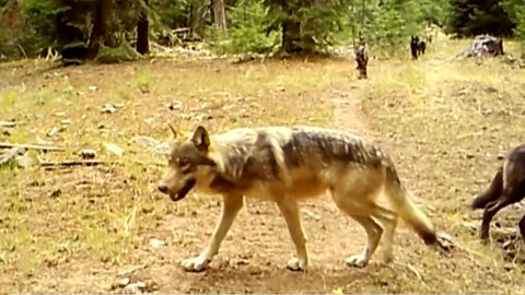 Drones blasting heavy metal and Hollywood clips help biologists scare ...