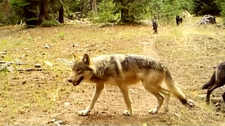 Drones blasting heavy metal and Hollywood clips help biologists scare ...