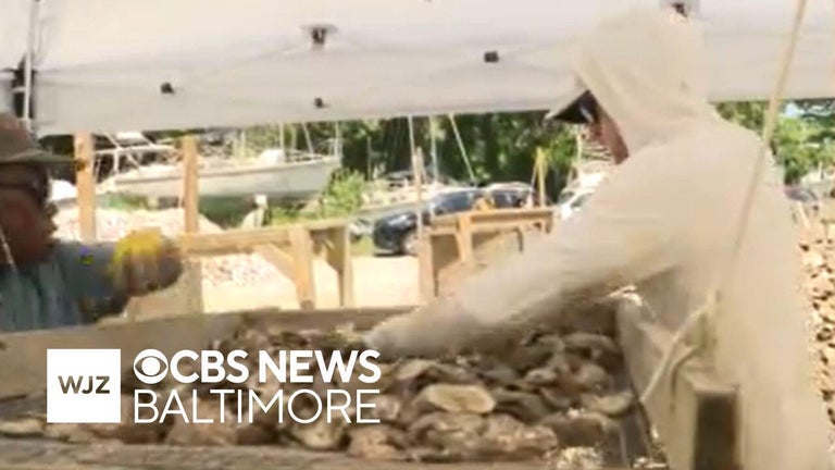 Veterans, service members help restore oysters and clean water in the ...