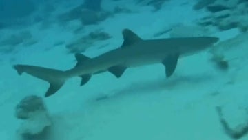 Great white shark sightings off Maine trigger warnings for beachgoers - CBS News