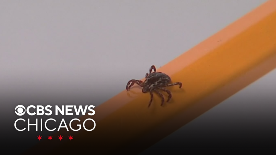 Chicago area doctors expect more hospital visits from tick bites this ...
