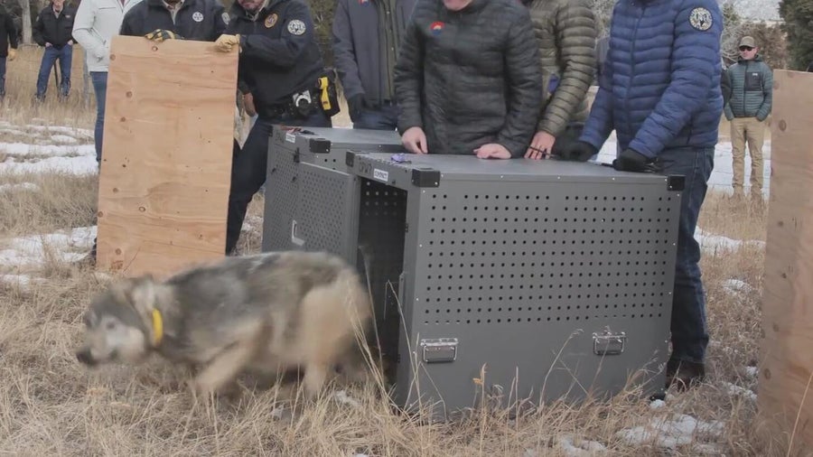 Colorado Parks and Wildlife confirm formation of three new wolf packs ...