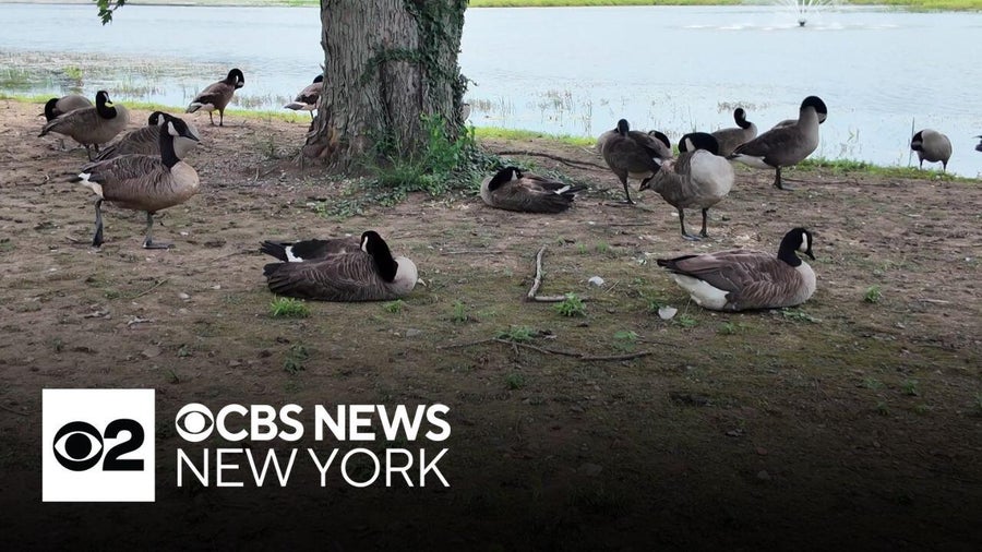Police seeking driver who struck 7 geese in New Jersey - CBS New York