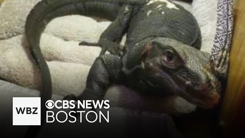 Neighbors on alert after 5-foot-long lizard escapes home in ...