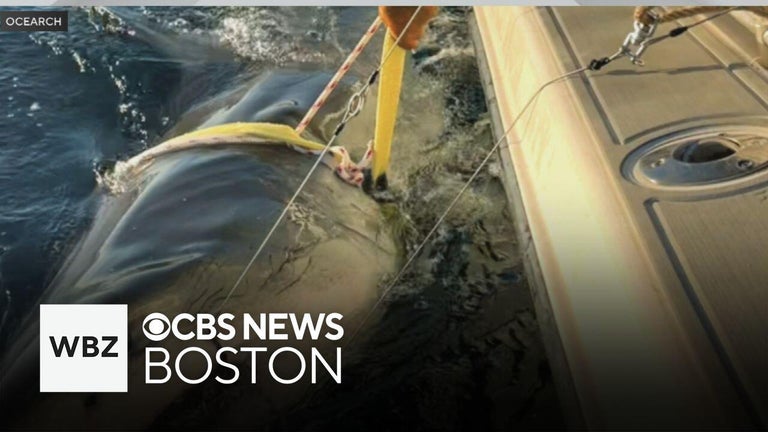 Massive great white shark weighing over 1,600 pounds detected about 50 ...