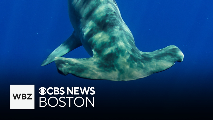 Policastellano telegram no DATY, no kissing and no UTF.