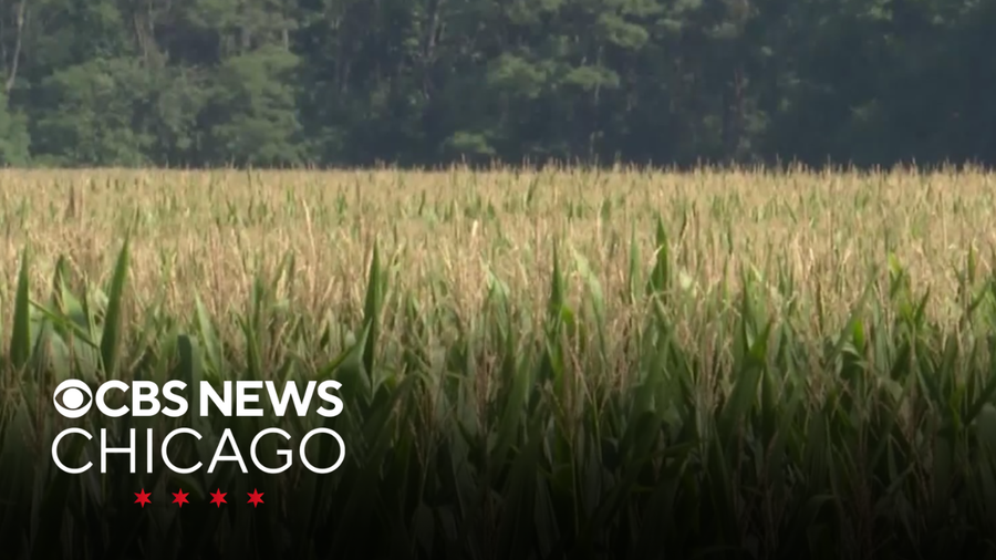 Is corn sweat real? How crops exacerbate humidity during Illinois heat ...