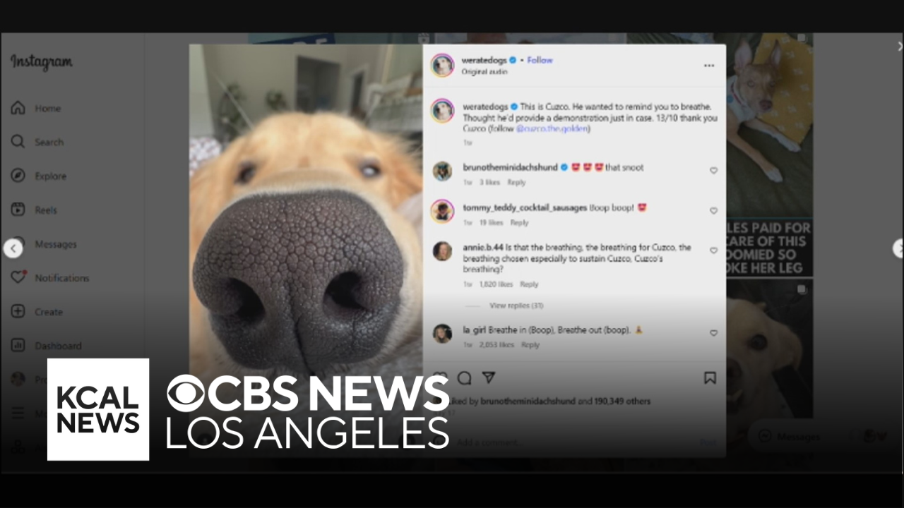 How an LA man made a social media empire by rating people's dogs - CBS ...