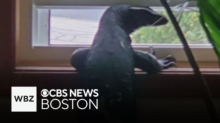 Escaped 5-foot-long water monitor lizard from Massachusetts spotted in ...