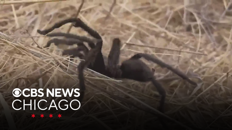 Tarantula mating season starts soon. Here are the states where the ...