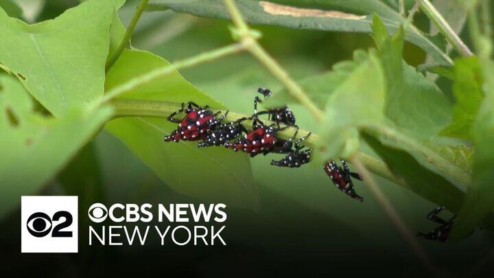 Squishing spotted lanternflies isn't enough to eradicate the invasive ...