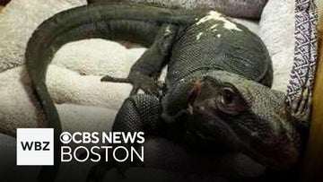 Escaped 5-foot-long water monitor lizard spotted again wandering in ...