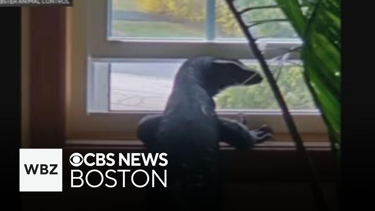 Goose, the wandering water monitor lizard, has been captured - CBS Boston
