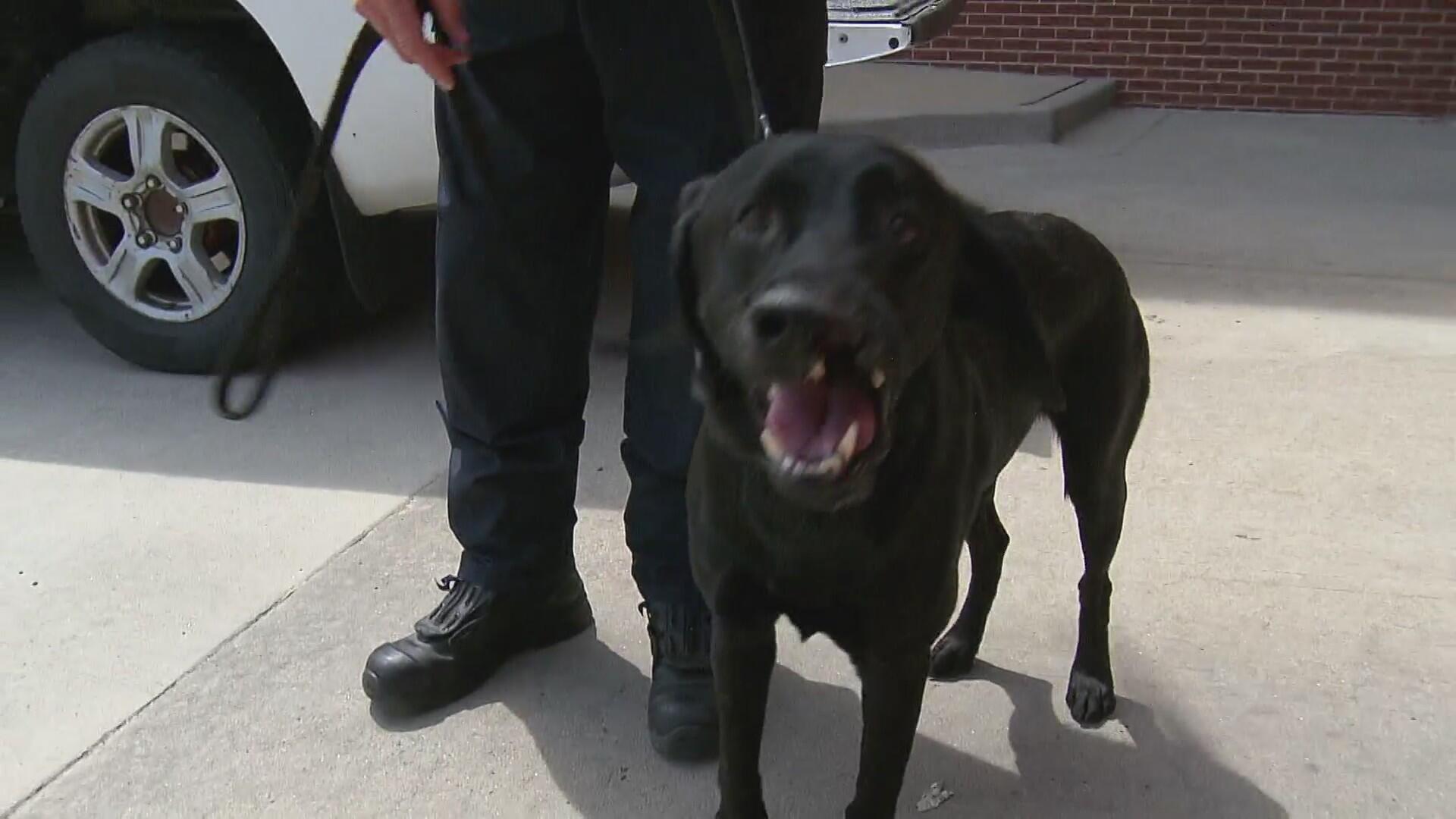 "Special" K-9 and handler were among the Colorado first responders who ...