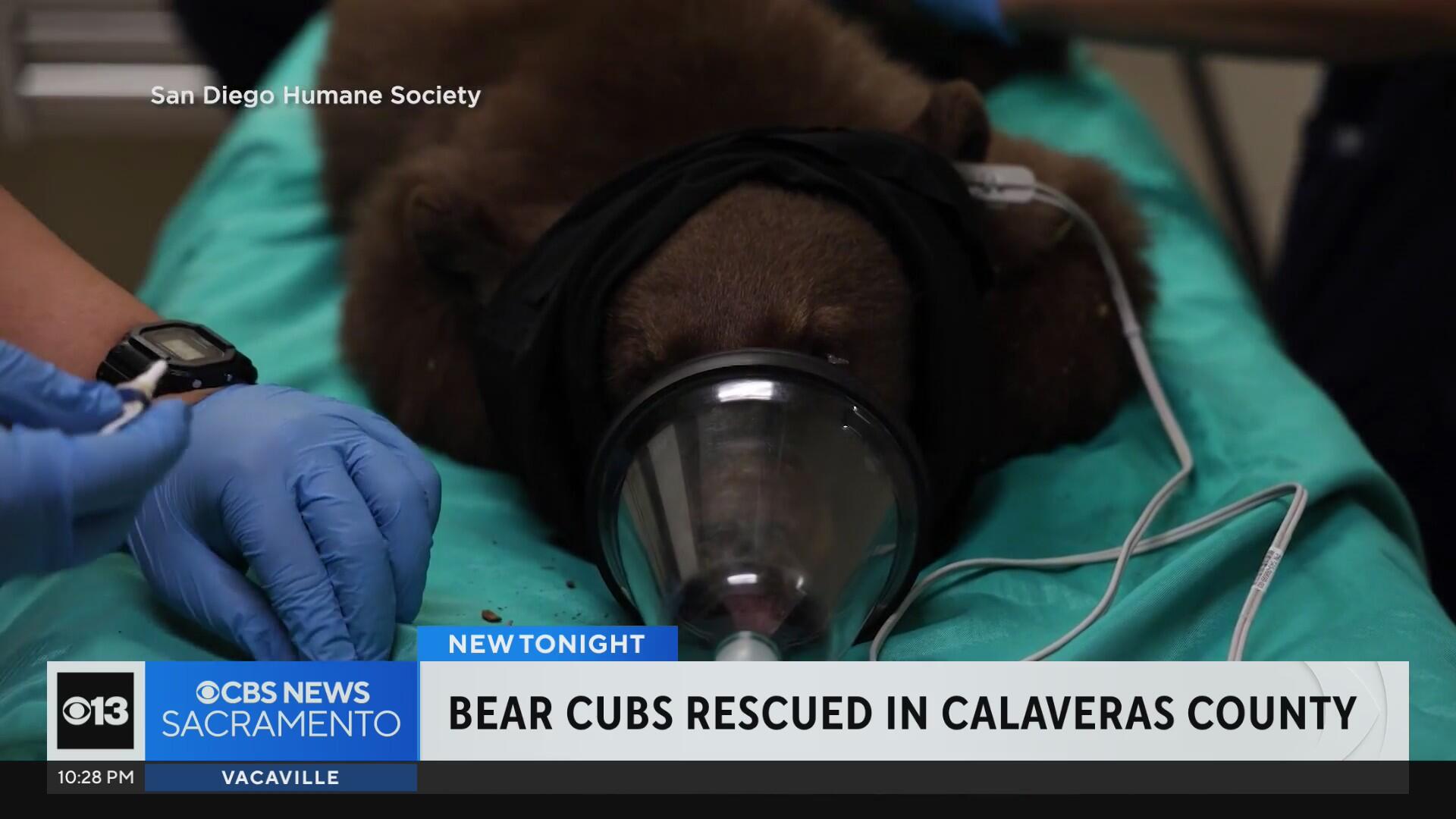 Orphaned bear cubs rescued from Calaveras County neighborhood - CBS ...