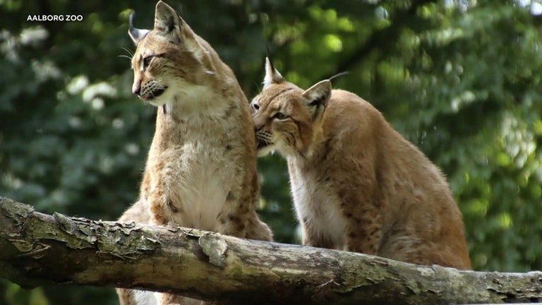 Denmark zoo asks public to donate unwanted small pets or horses to feed captive predators - CBS News