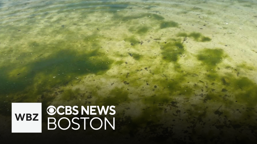 There are over 30 harmful algae blooms in Massachusetts lakes and ponds ...