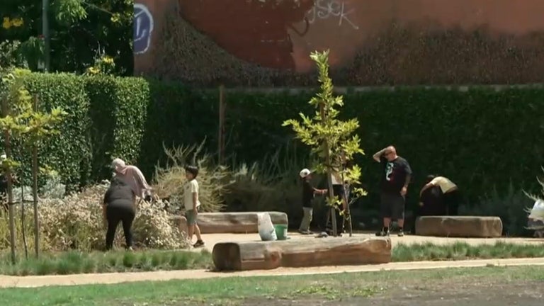 Green spaces crucial to combating record heat in marginalized ...