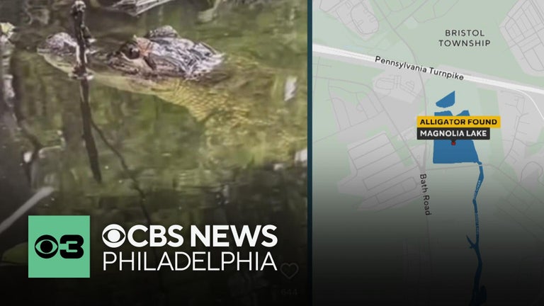 Alligator spotted swimming in the area of Magnolia Lake in Bucks County ...