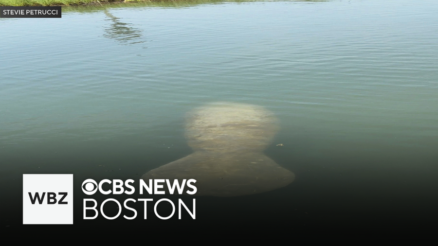 Manatee spotted off Cape Cod for first time in nearly a decade - CBS Boston