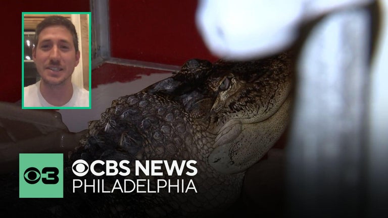 Florida alligator sanctuary owner catches loose gator in Magnolia Lake ...