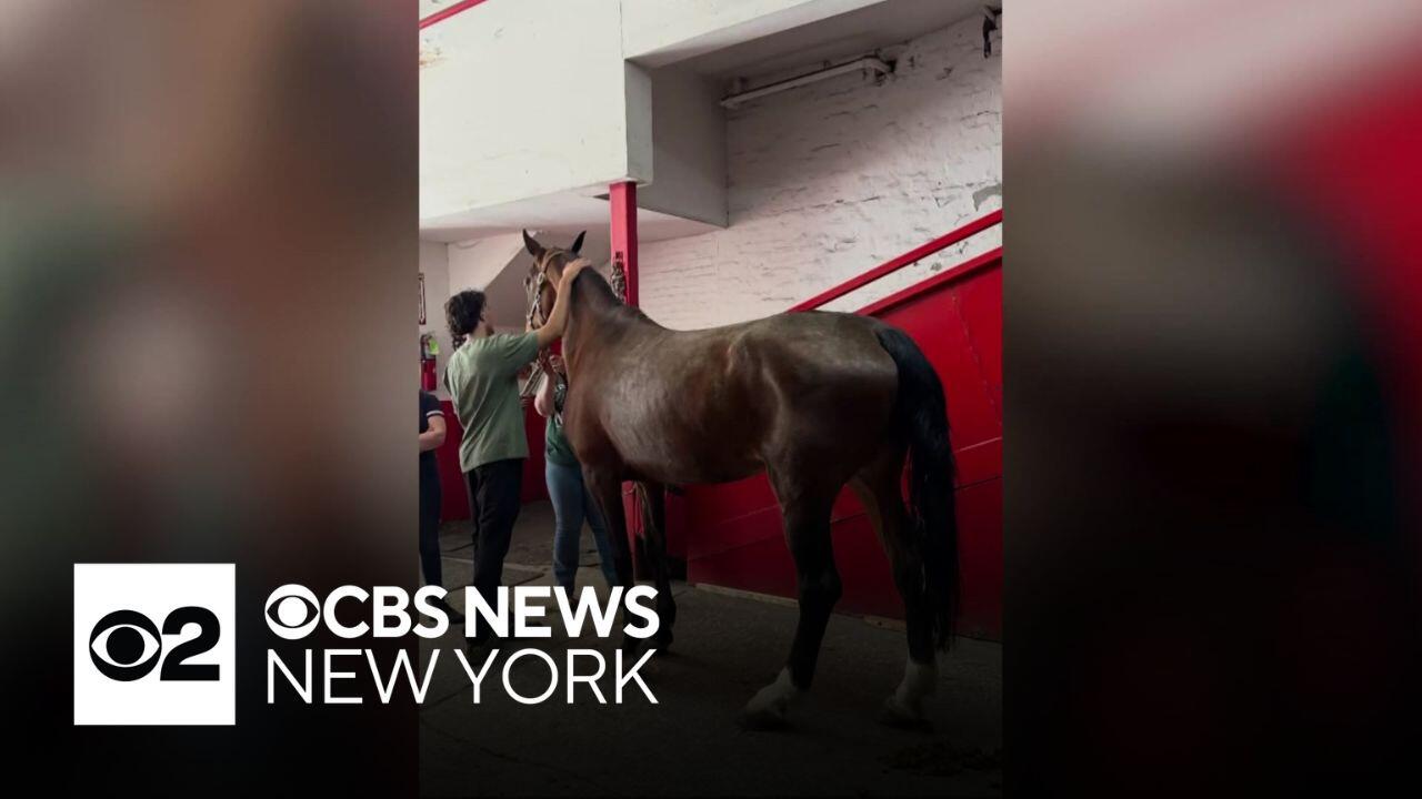 Carriage horse that collapsed in NYC's Hell's Kitchen died of an aortic ...