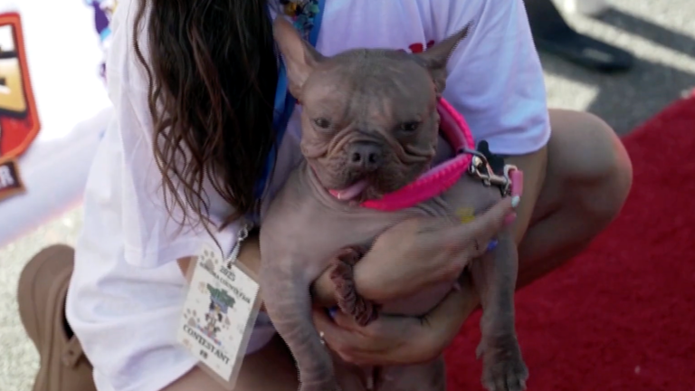 Petunia nabs the title in the "World's Ugliest Dog Contest." See photos ...