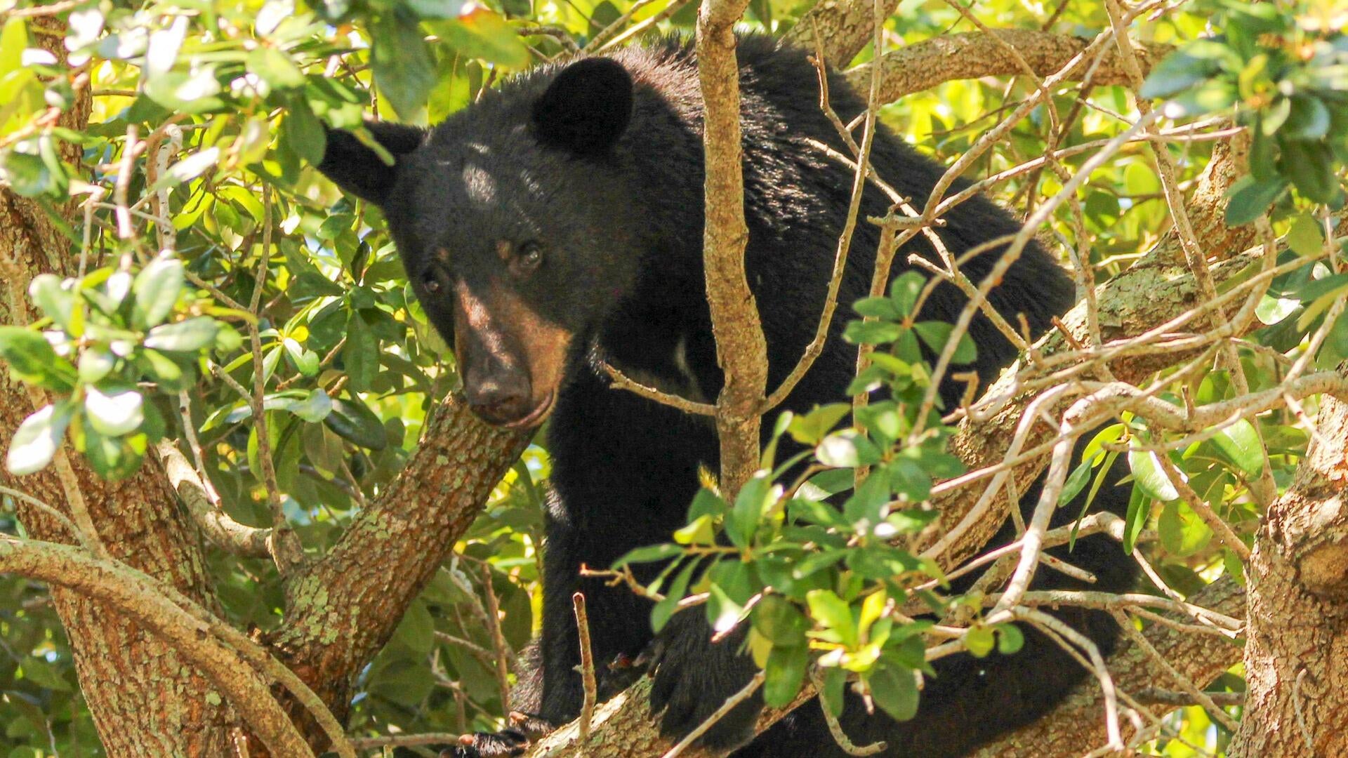 Visitors warned not to feed bears at national parks amid increase in ...