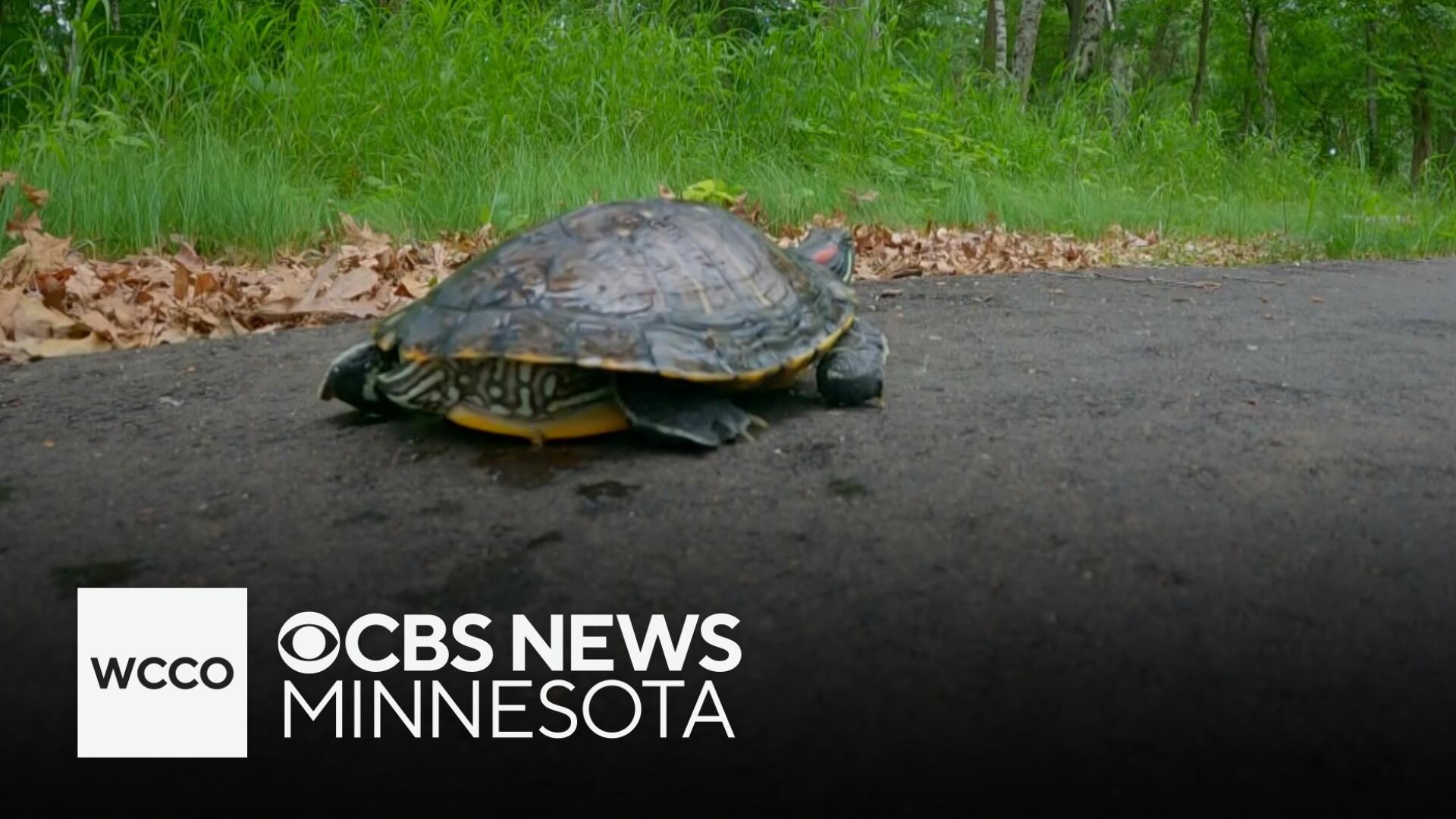 Bloomington builds tunnel under East Bush Lake Road to help turtles ...