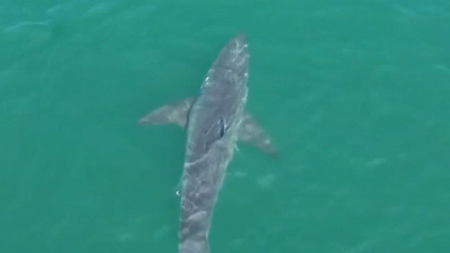 Great white sharks are spending more time in northern waters off New ...